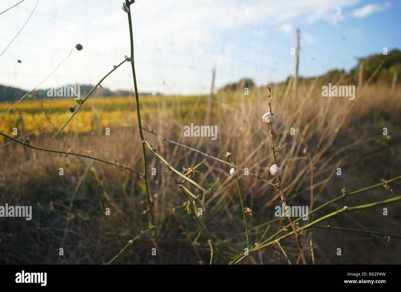vineyard in Monterongriffoli, near Montalcino, province of Siena ...