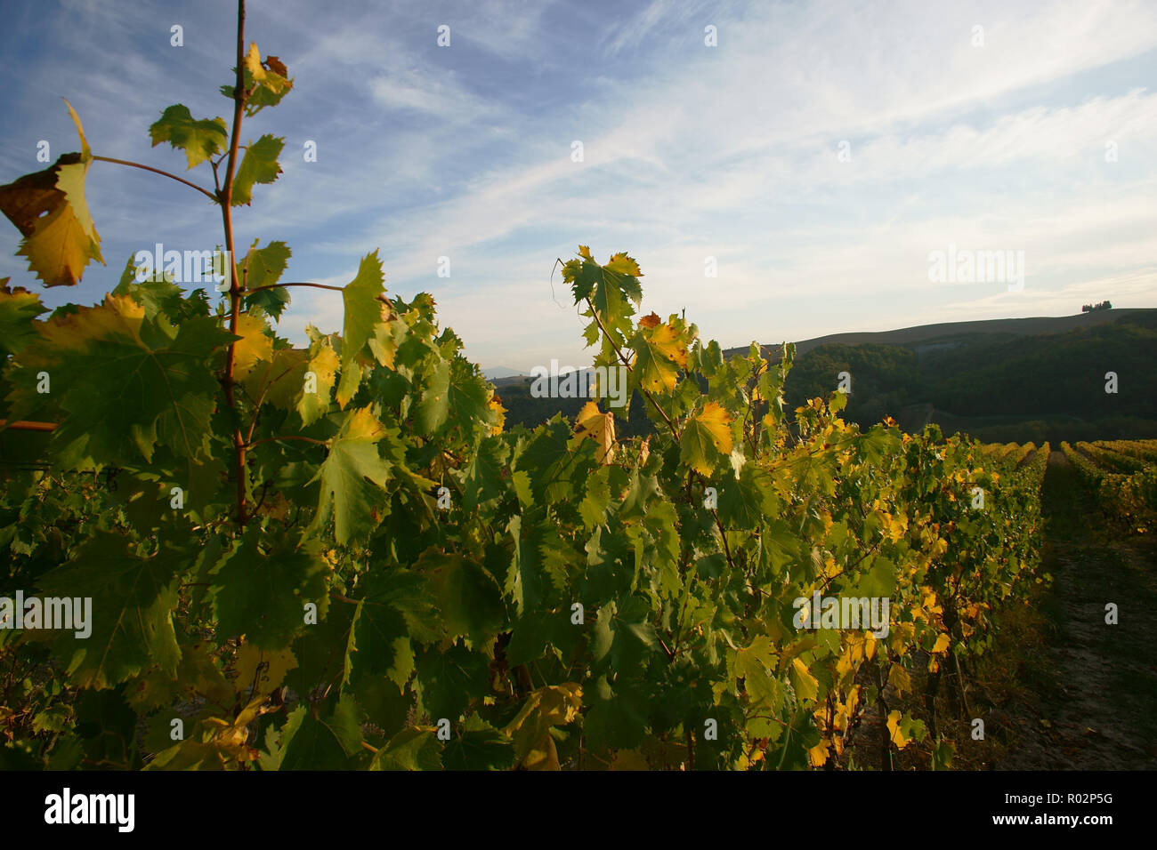 vineyard in Monterongriffoli, near Montalcino, province of Siena ...