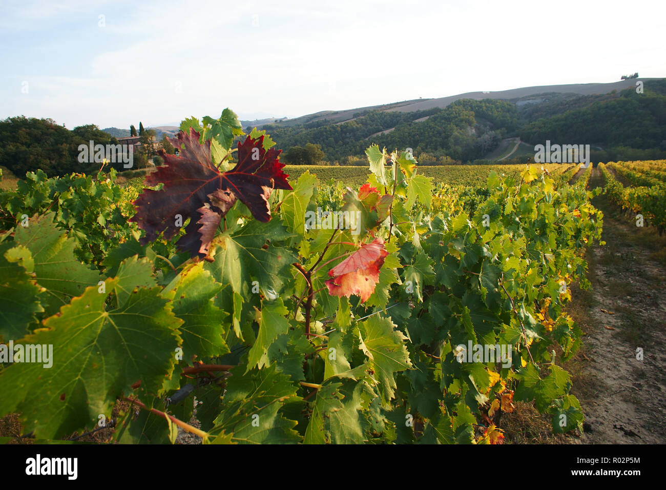 vineyard in Monterongriffoli, near Montalcino, province of Siena ...