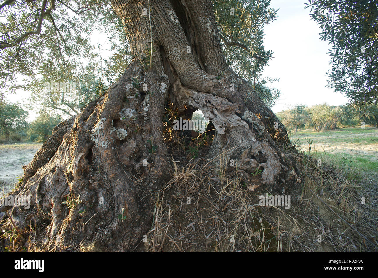 Olive tree in Montalcino, province of Siena, Tuscany, Italy Stock Photo ...