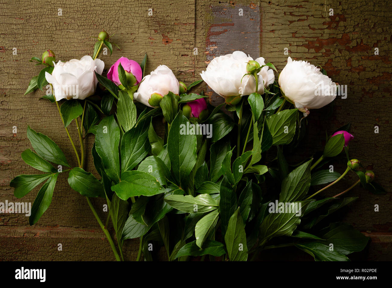 Fresh peonies flowers top view Stock Photo - Alamy