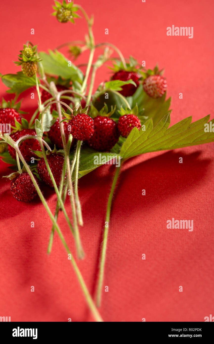 Strawerry plant hi-res stock photography and images - Alamy