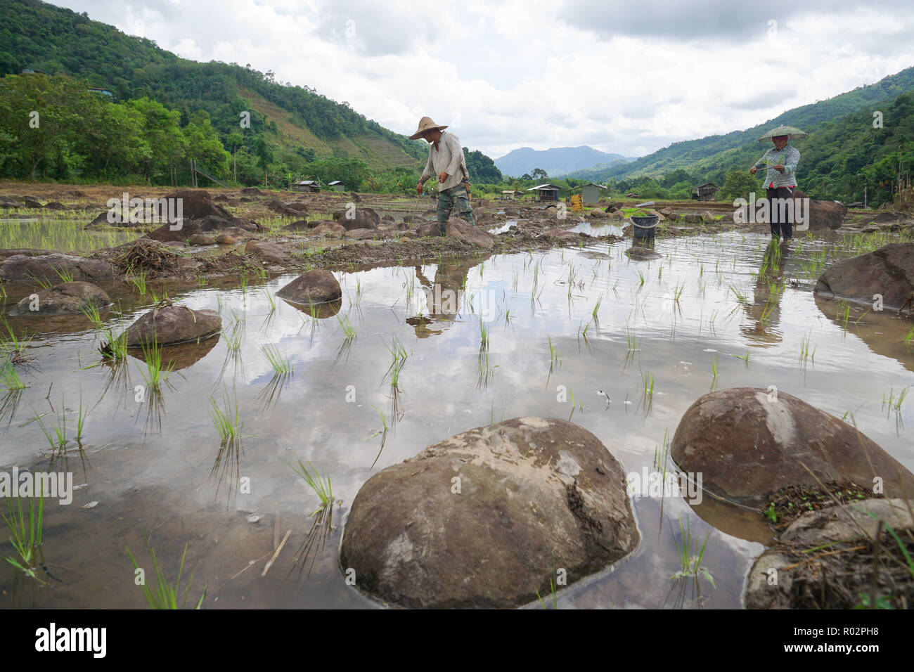 Traditional method of rice farming hi-res stock photography and images ...