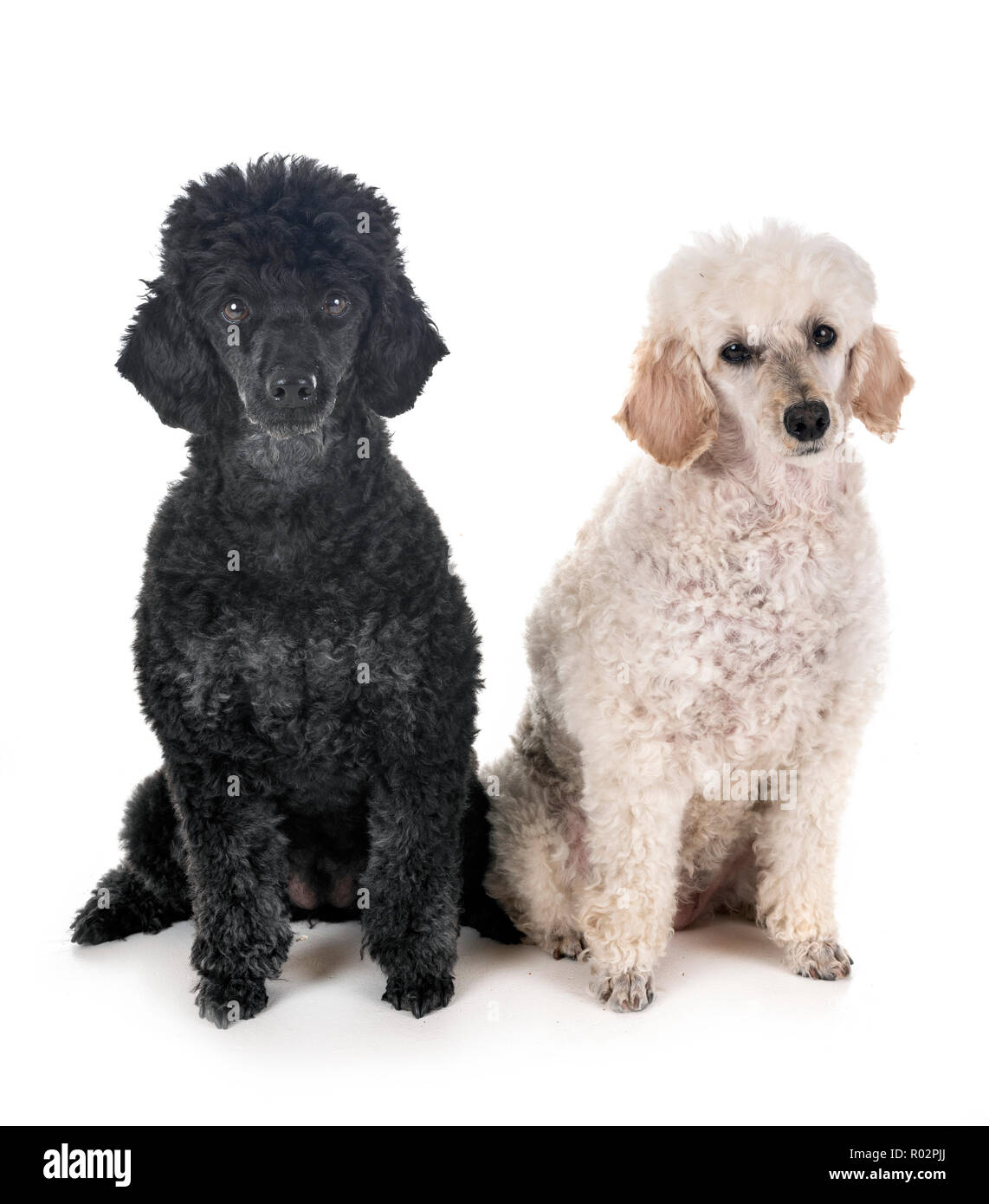 young poodle in front of white background Stock Photo - Alamy