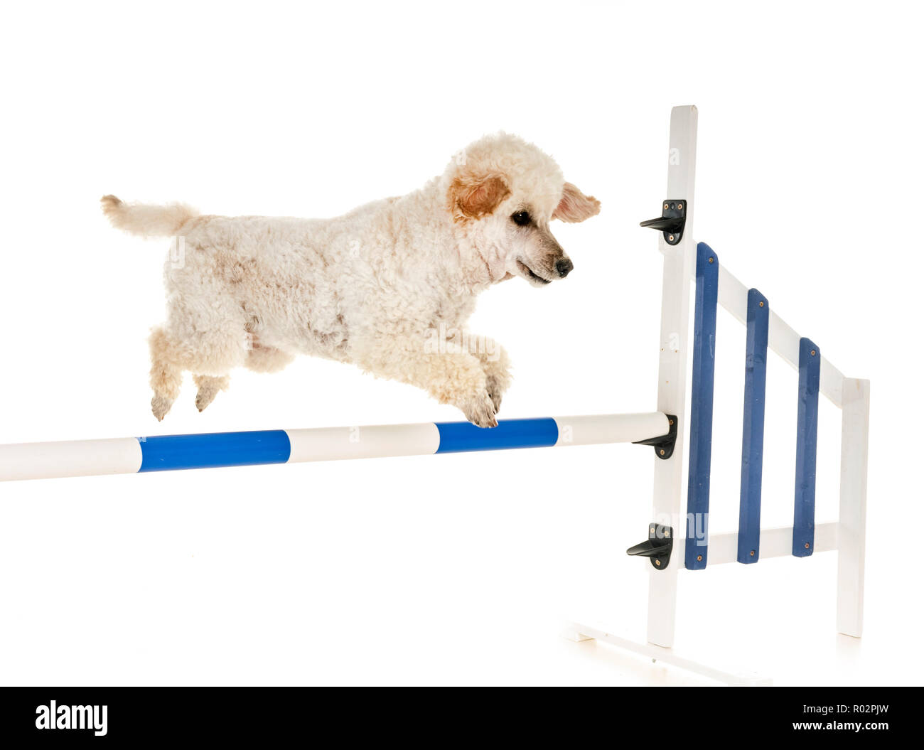 training of agility in front of white background Stock Photo - Alamy