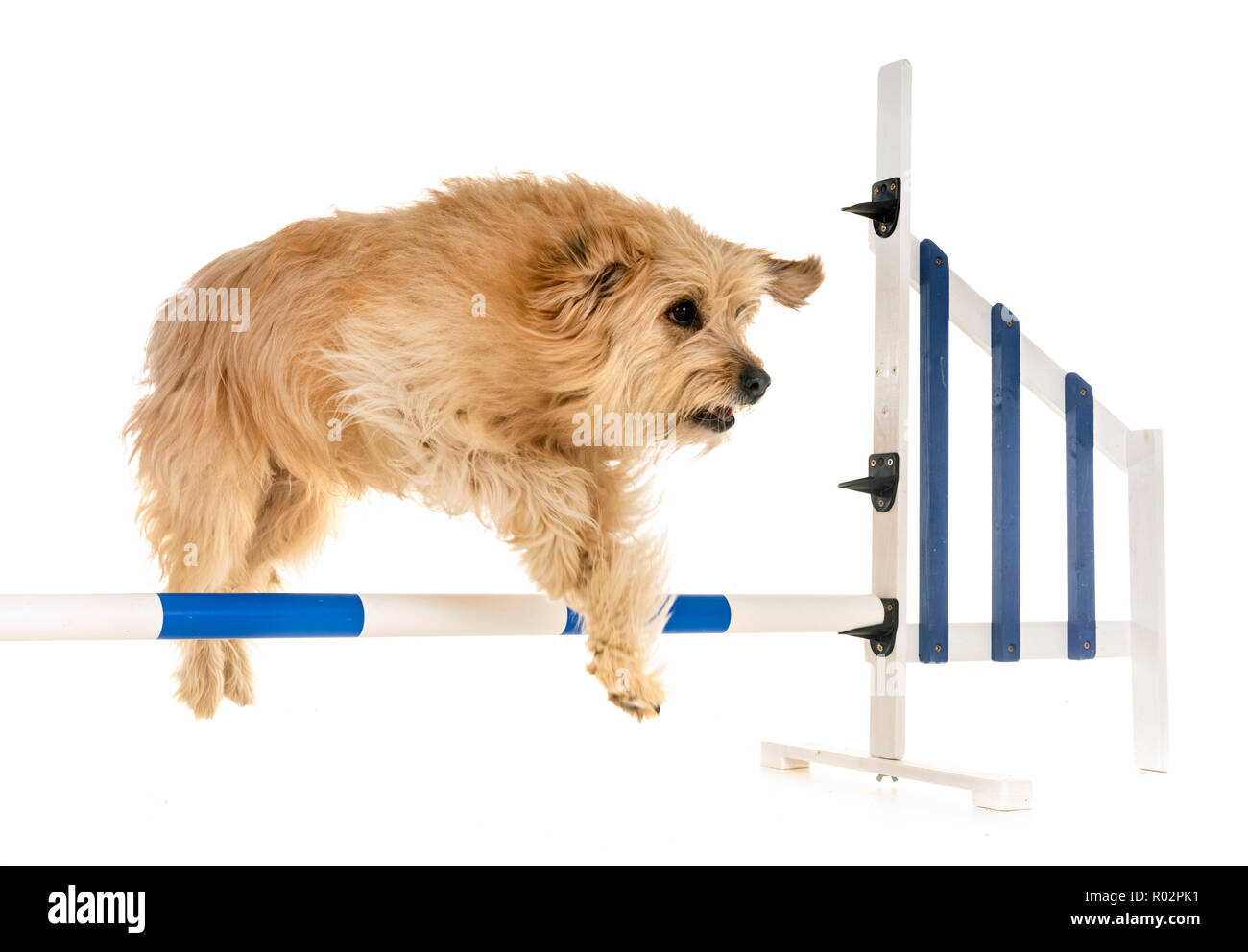 training of agility in front of white background Stock Photo - Alamy