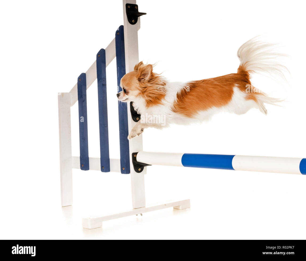 training of agility in front of white background Stock Photo - Alamy