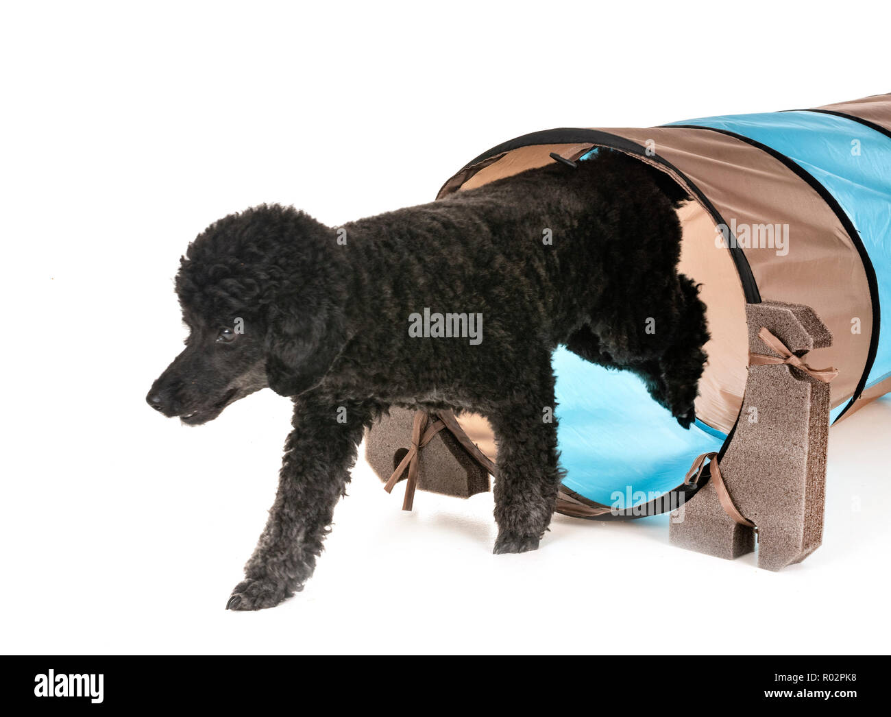 training of agility in front of white background Stock Photo - Alamy