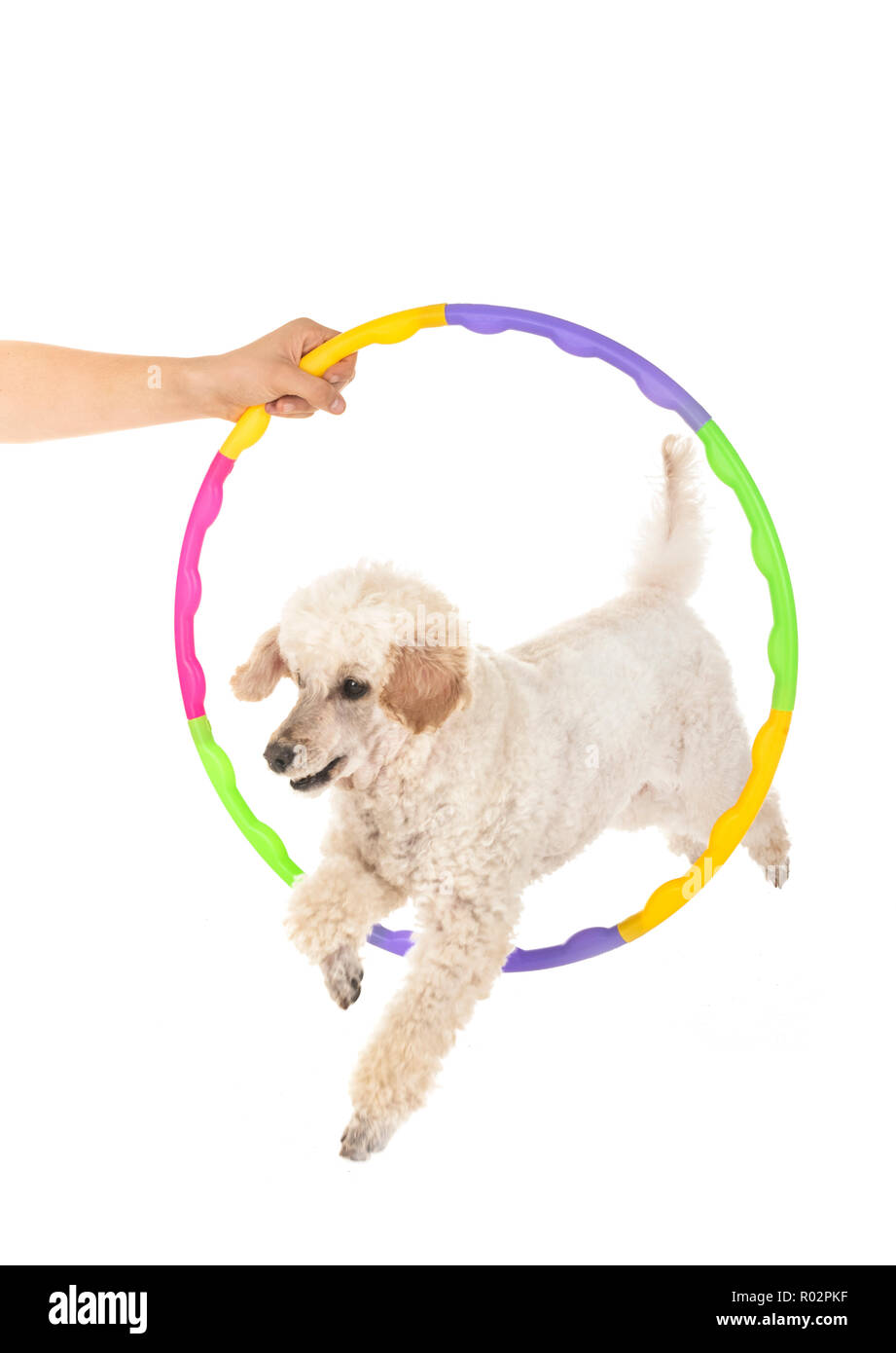 training of agility in front of white background Stock Photo - Alamy