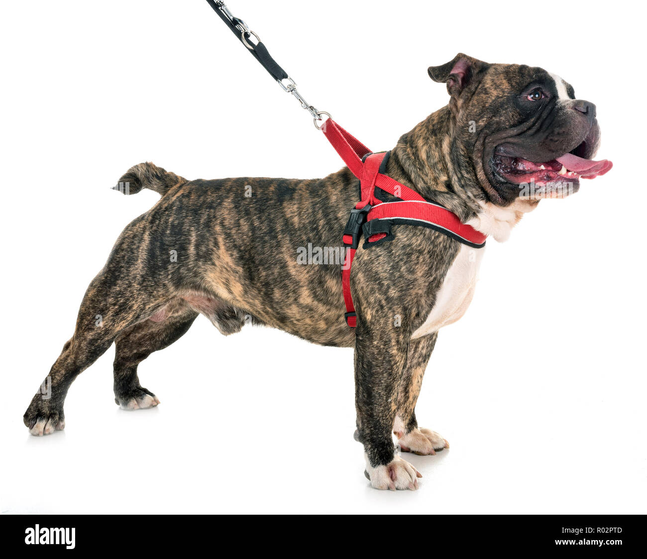 male american bully in front of white background Stock Photo - Alamy