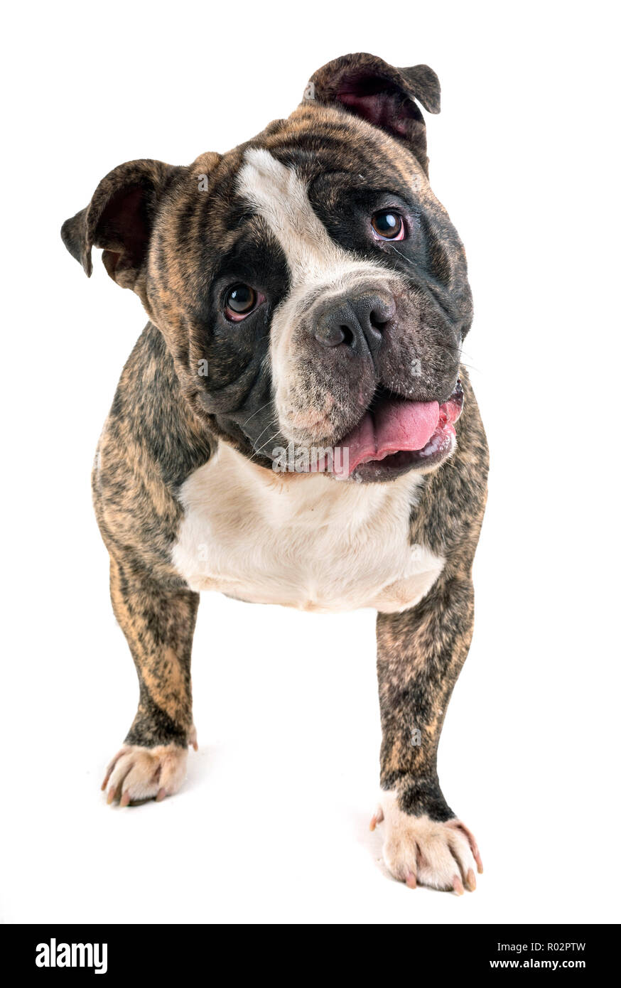 male american bully in front of white background Stock Photo - Alamy