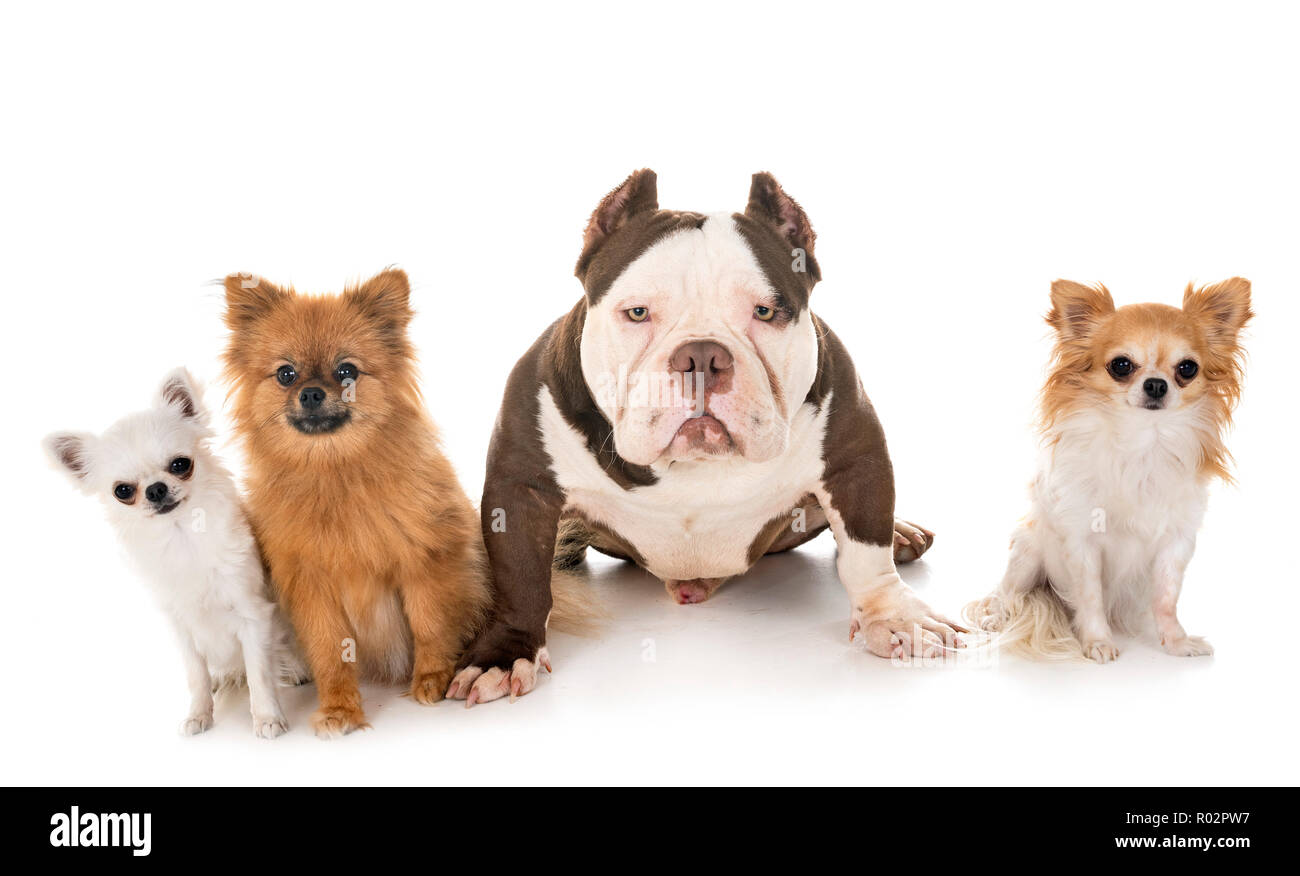 male american bully and little dogs in front of white background Stock ...