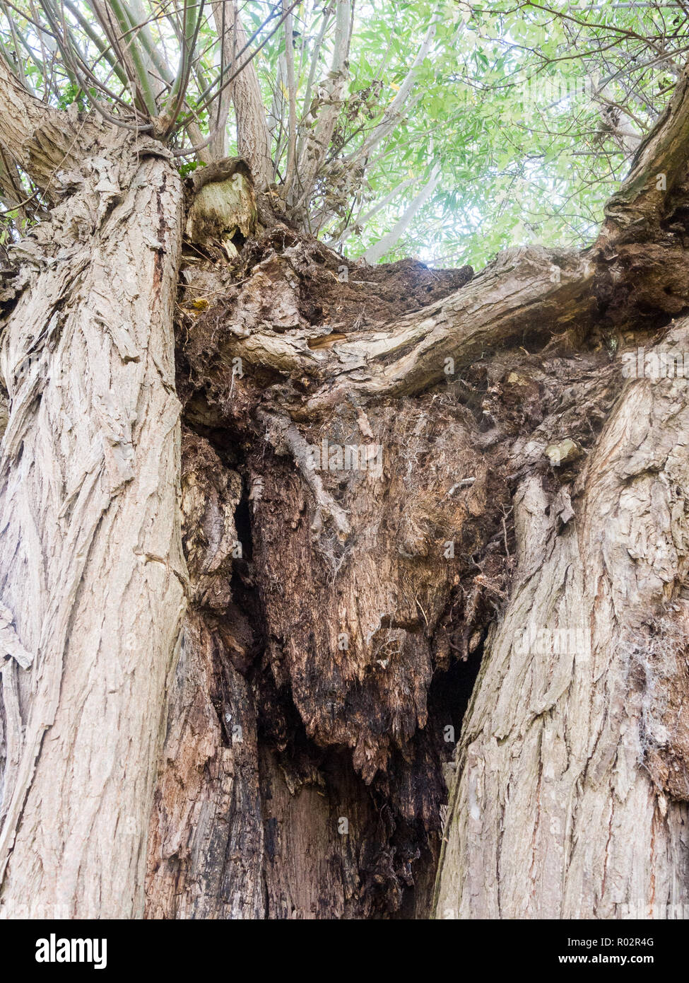 up close tree trunk Dedham summer day special grassland greenery scene ...