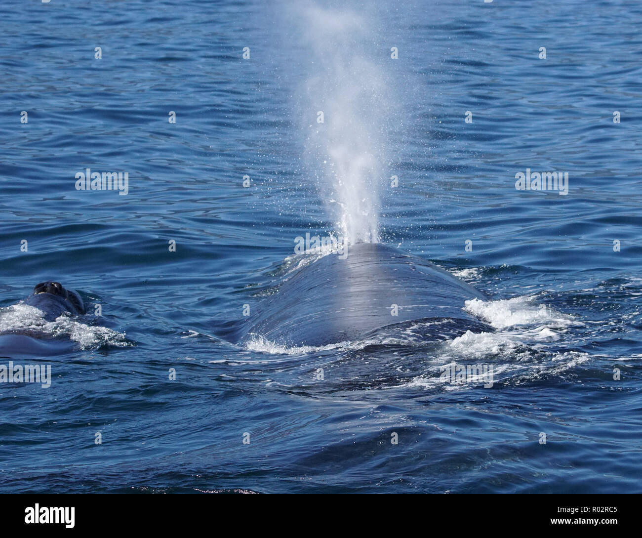 Antarctica blue whale hi-res stock photography and images - Alamy