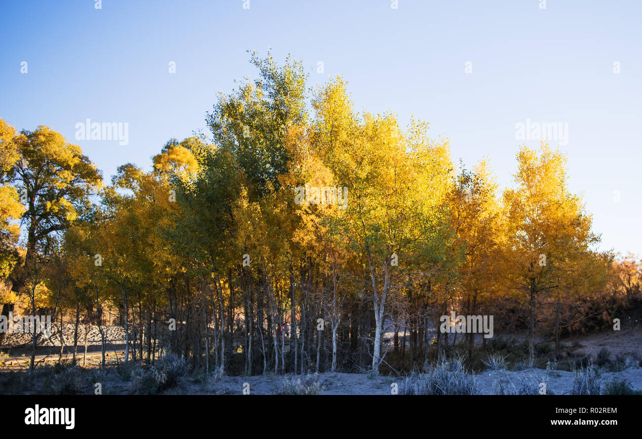 Populus Euphratica High Resolution Stock Photography and Images - Alamy