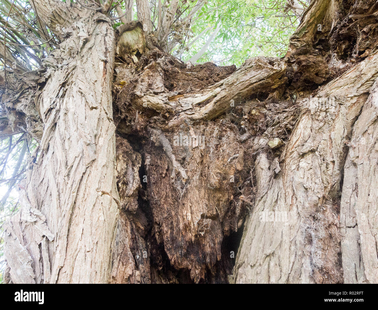 up close tree trunk Dedham summer day special grassland greenery scene ...