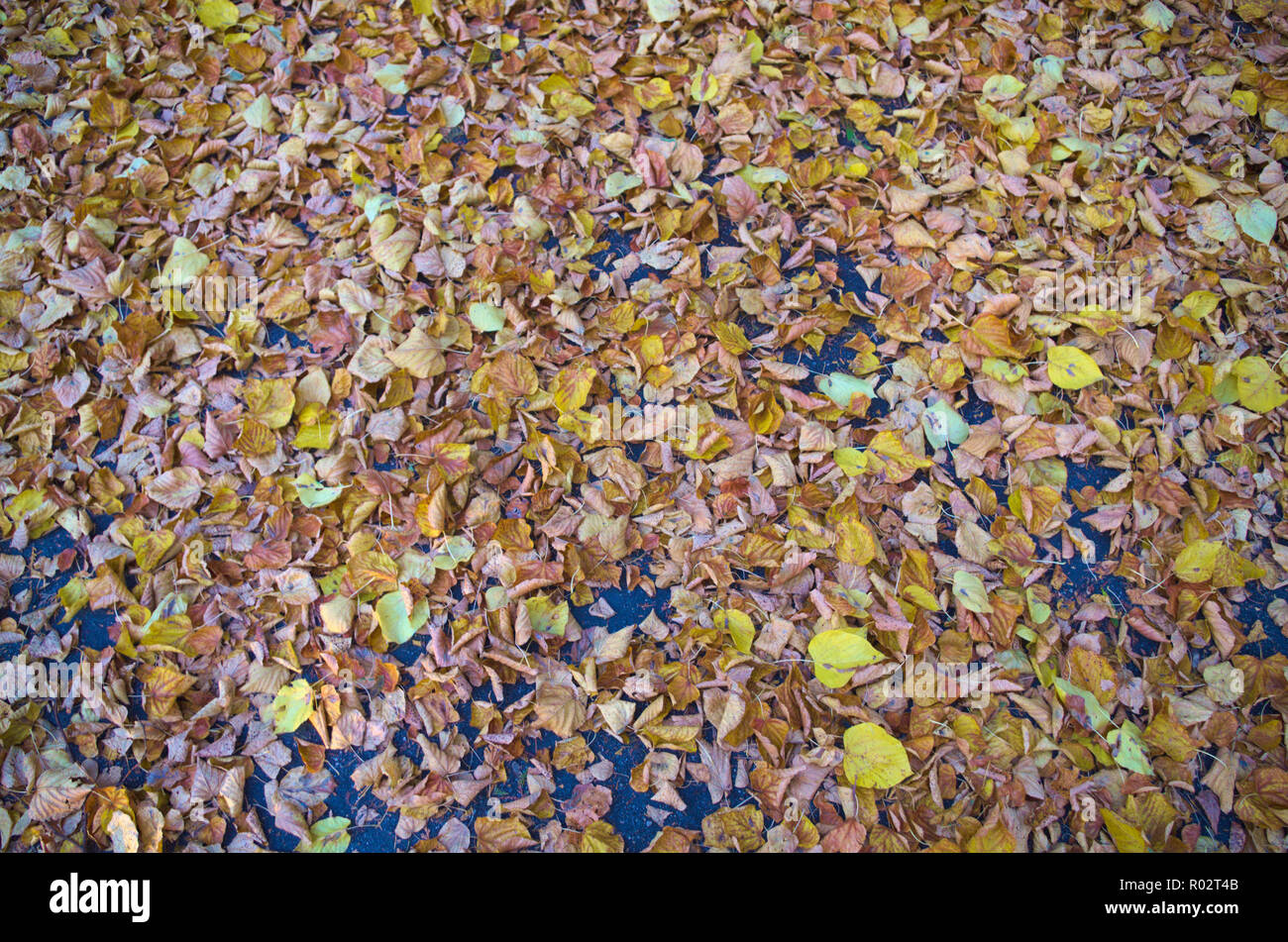 Autumn leaves on the ground Stock Photo - Alamy