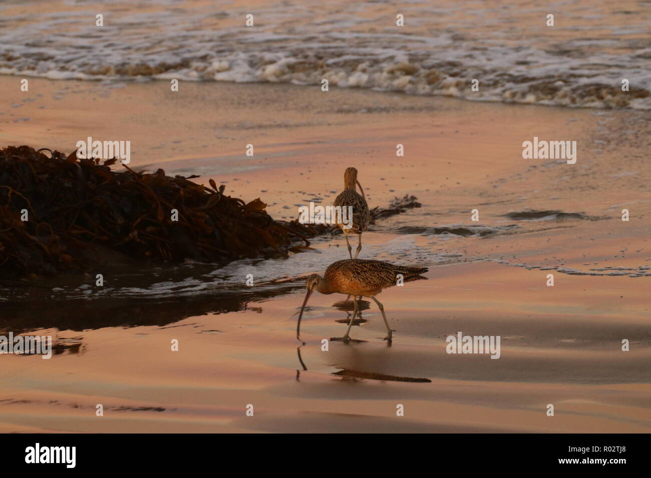 Water pipers hi-res stock photography and images - Alamy
