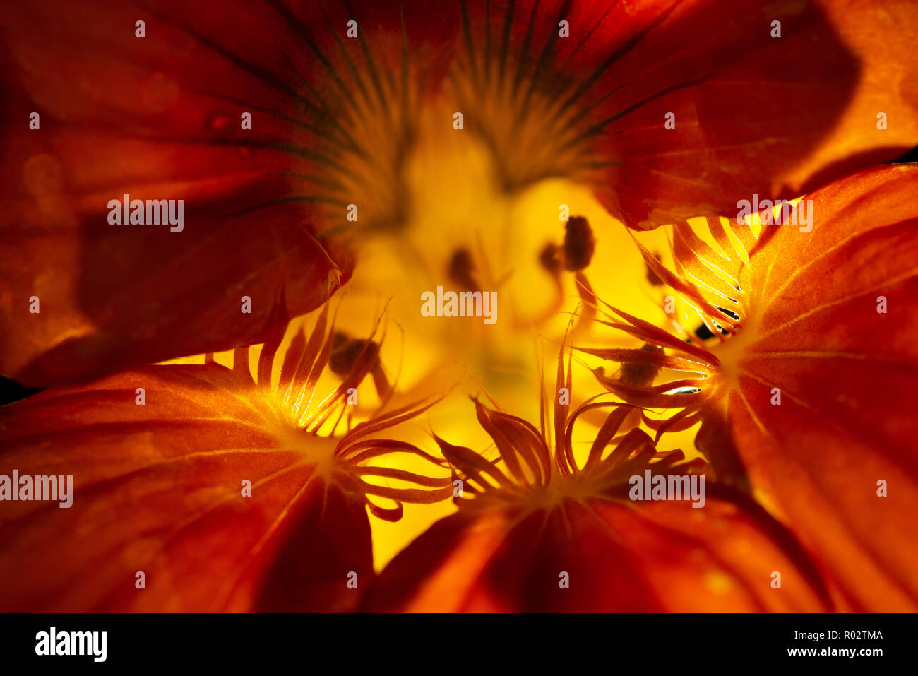 Pollen chamber hi-res stock photography and images - Alamy
