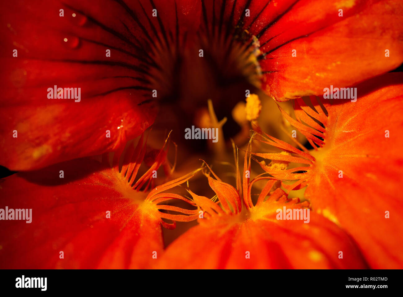 Nectar spur hi-res stock photography and images - Alamy