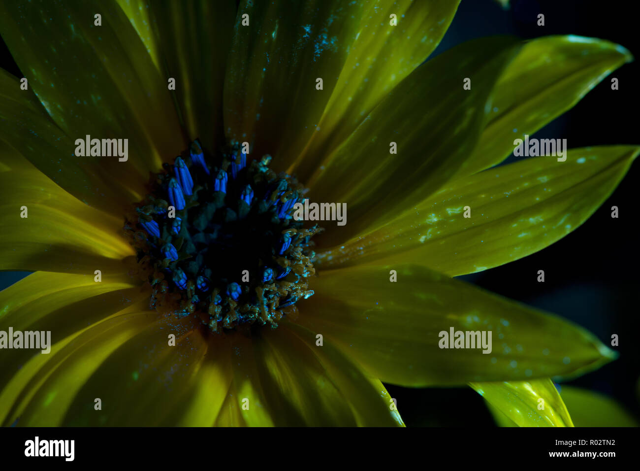 Coreopsis, colours as illuminated by UV light showing glowing pollen ...