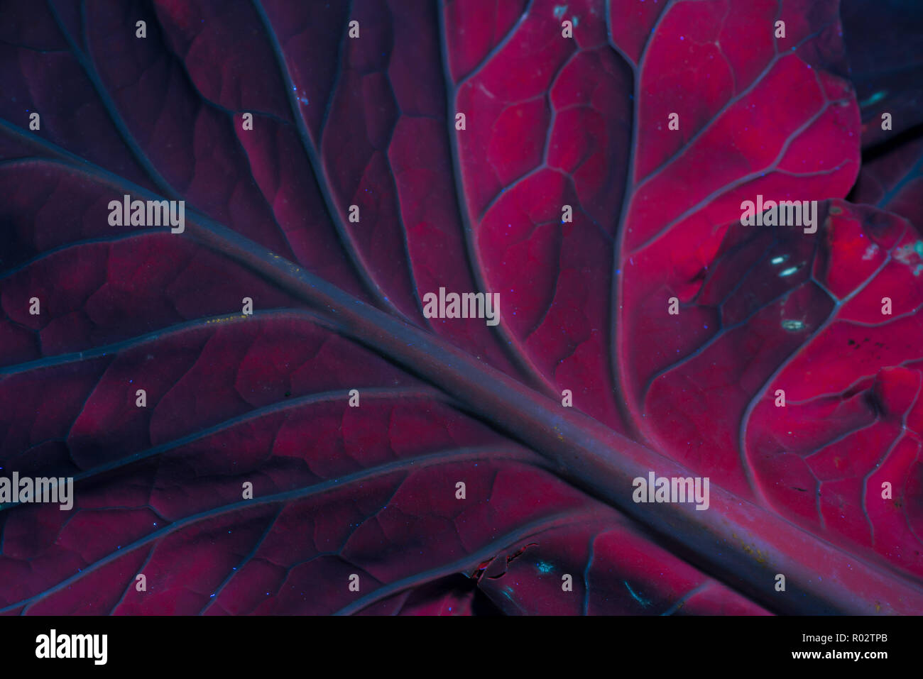 Epidermis lamina hi-res stock photography and images - Alamy