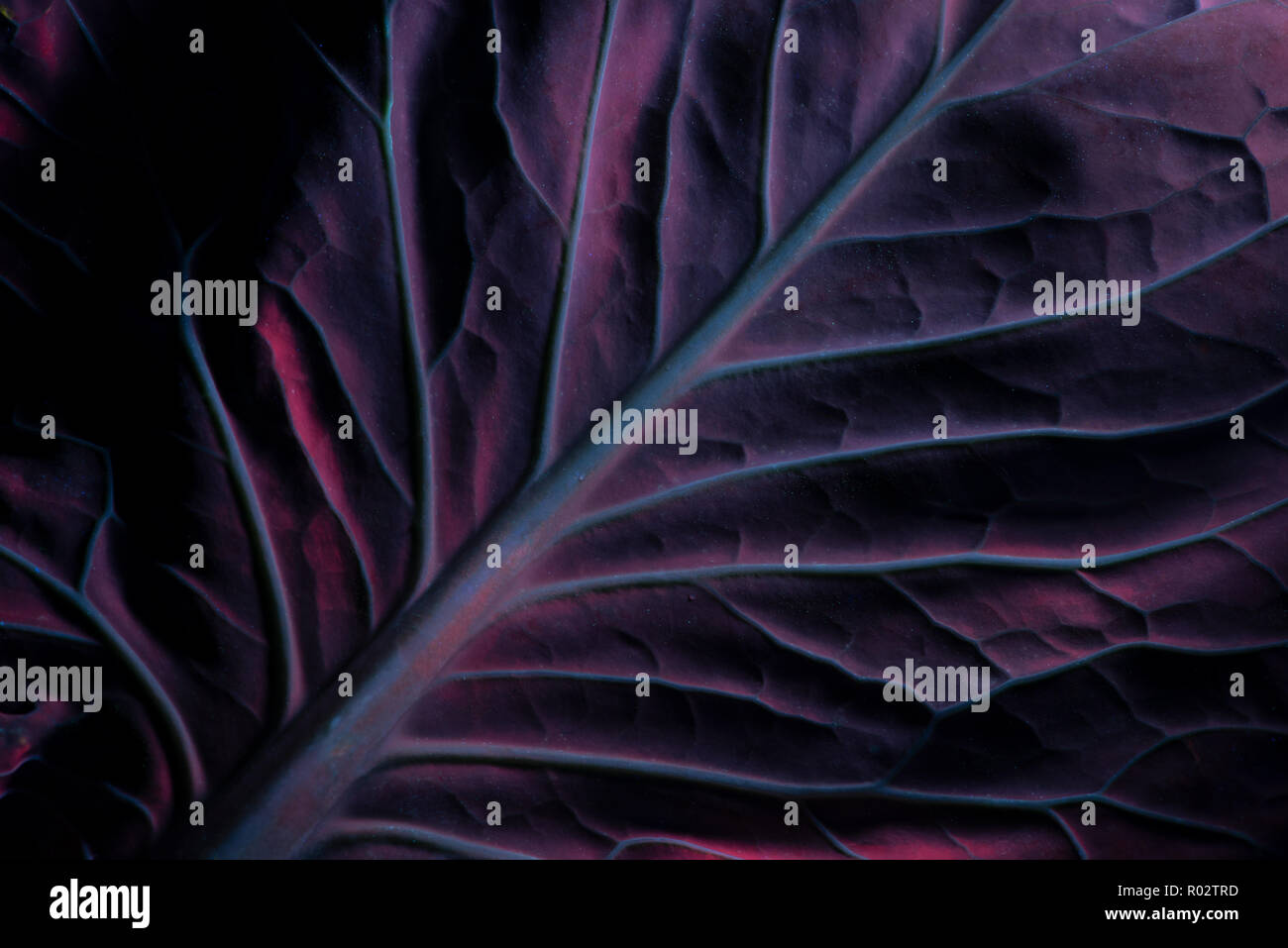 Illuminated by blacklight, chlorophyll glows red and emits a strange ...