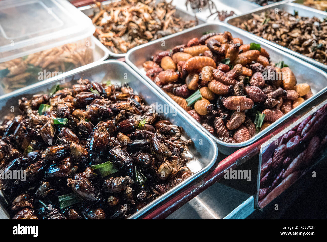 Fried insects on the streets of Bangkok, Thailand Stock Photo - Alamy