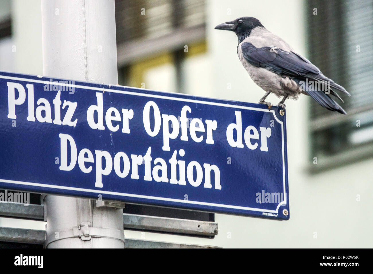 Cityscape city birds animal metropolitan urban birds hi-res stock ...