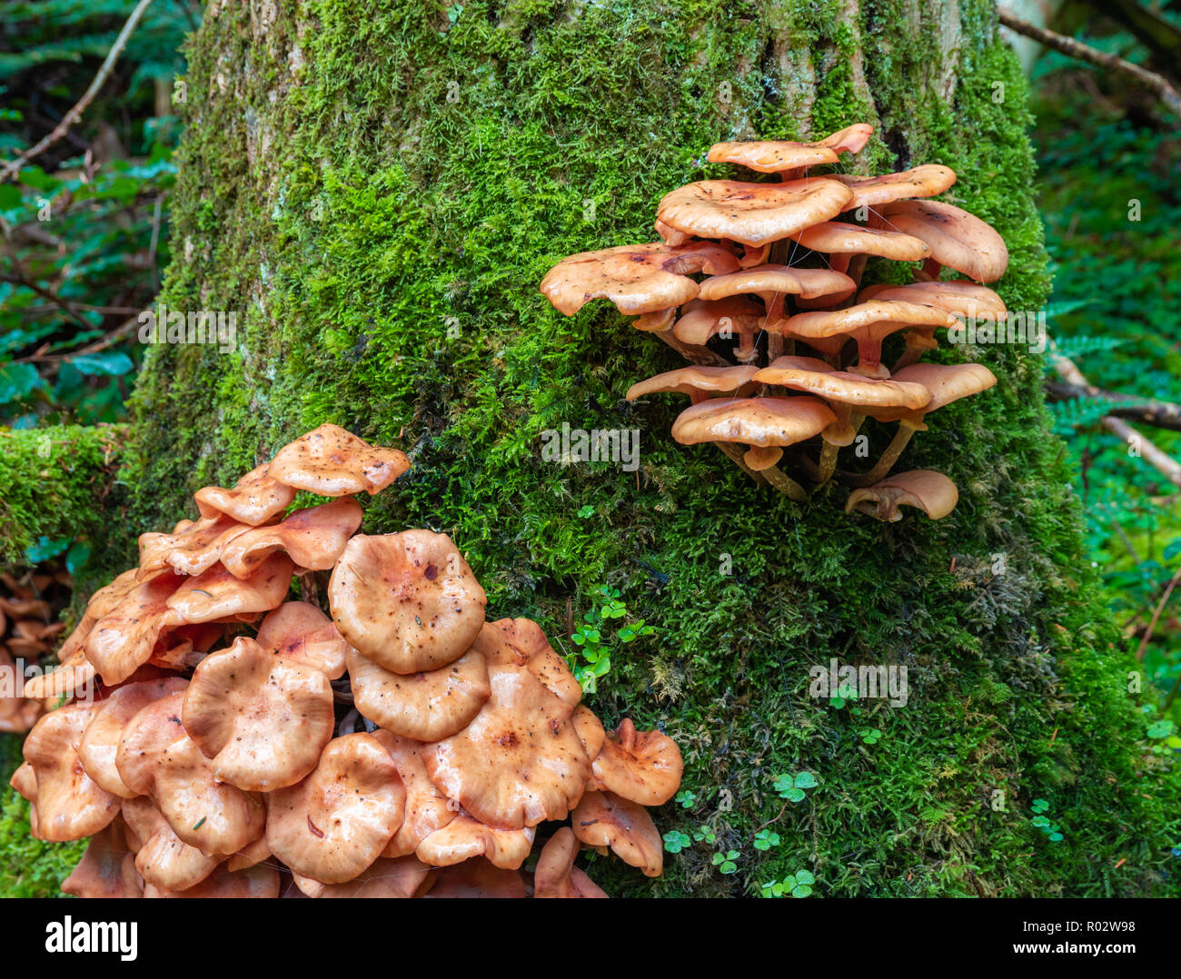 woodland mushrooms on a tree trunk in the scottish forest Stock Photo ...