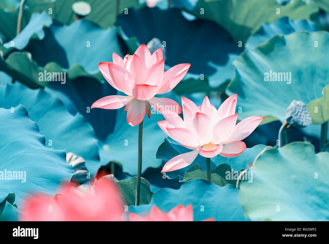 Lotus flower and Lotus flower plants Stock Photo - Alamy