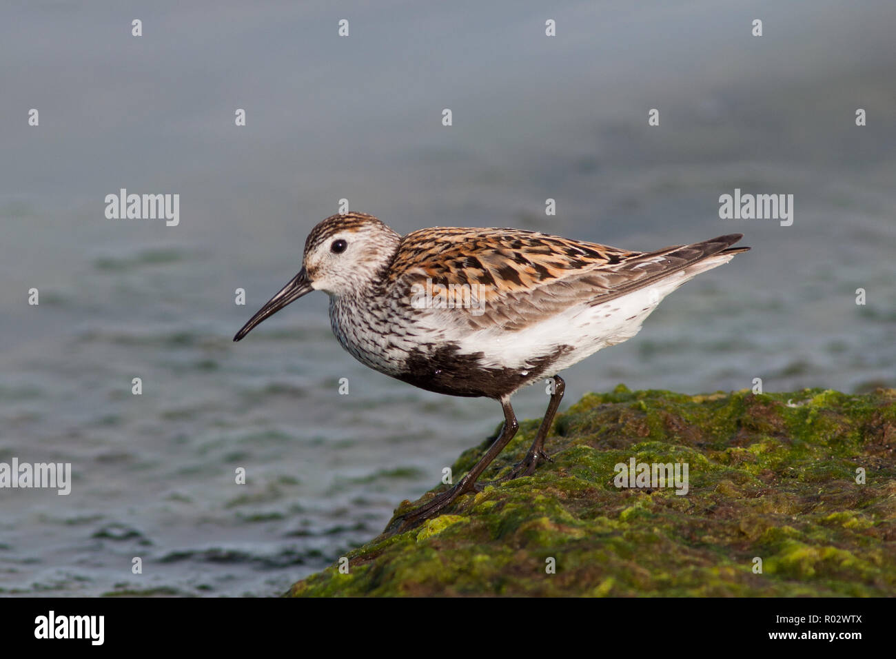 In breeding hi-res stock photography and images - Alamy