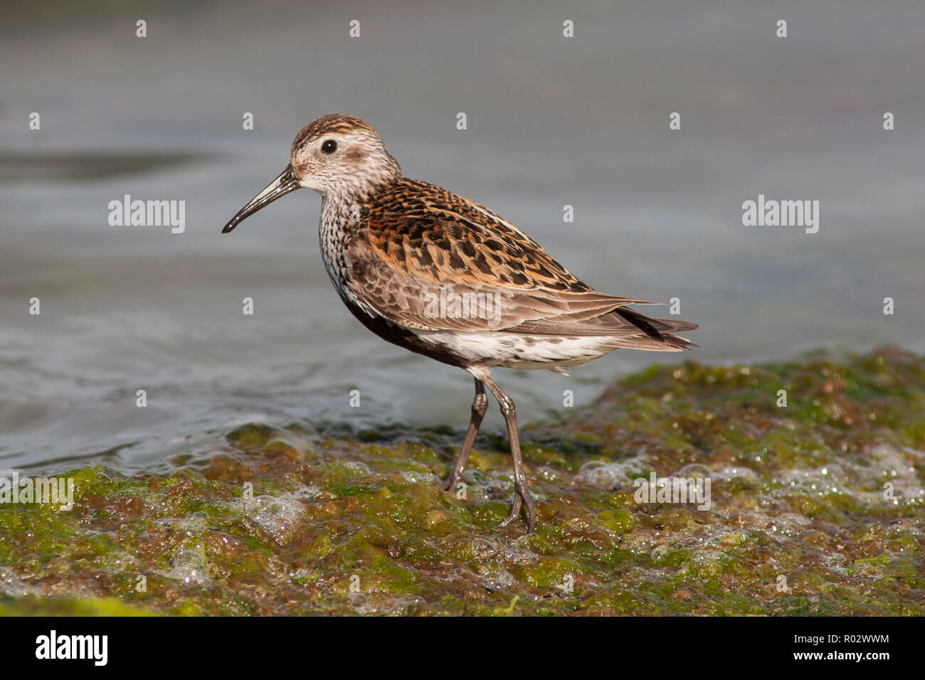 In breeding hi-res stock photography and images - Alamy