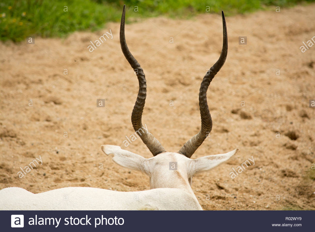 Addax Antelope Stock Photos & Addax Antelope Stock Images - Alamy