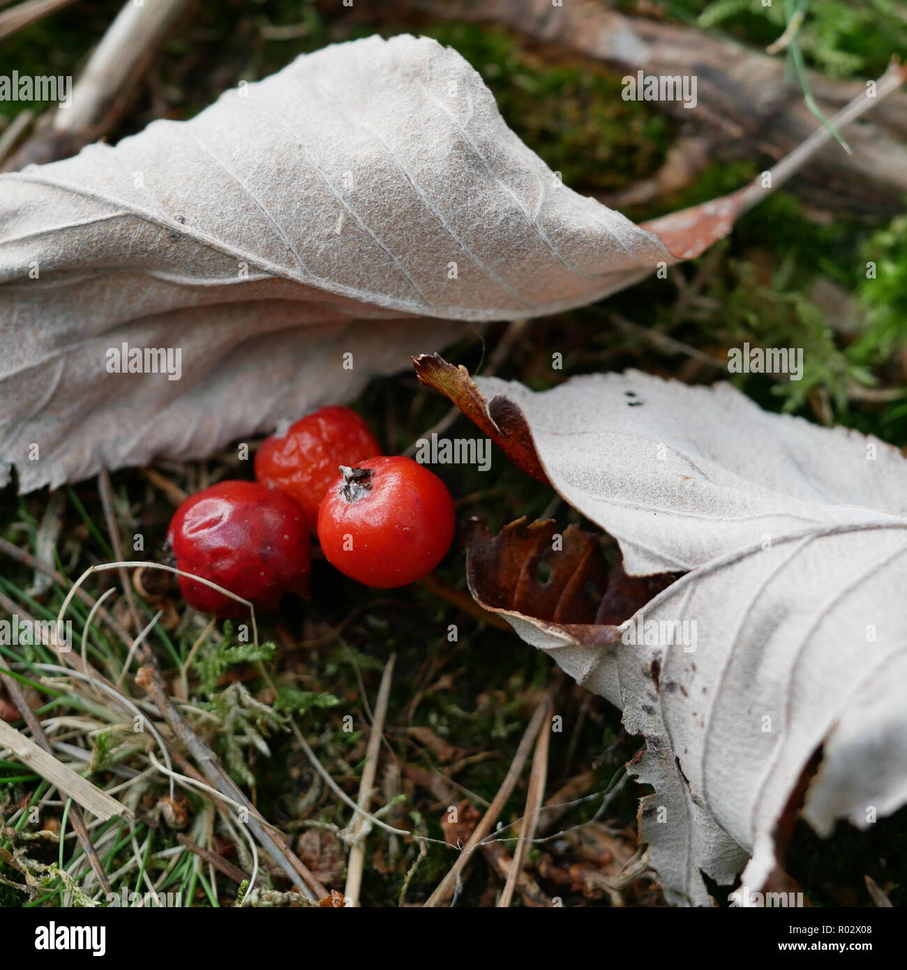 Whitebeam, Sorbus, Exmoor, Culbone Woods, rare tree, fallen leaves and ...
