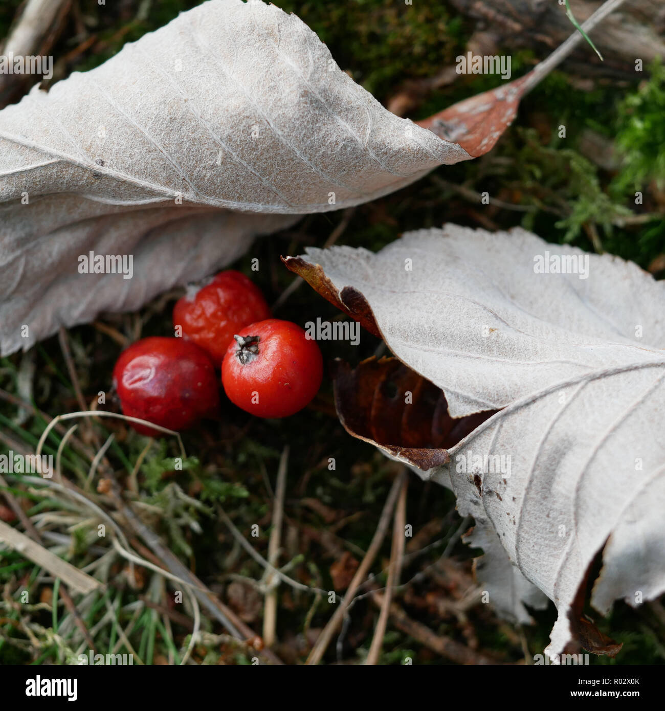 Whitebeam, Sorbus, Exmoor, Culbone Woods, rare tree, fallen leaves and ...