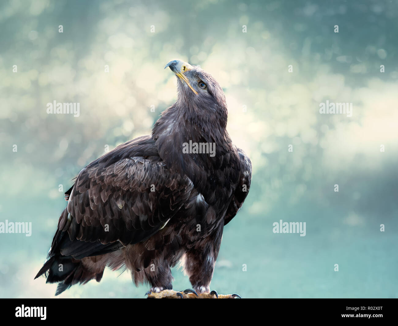 Bald eagle in blue sky head up to the left Stock Photo - Alamy
