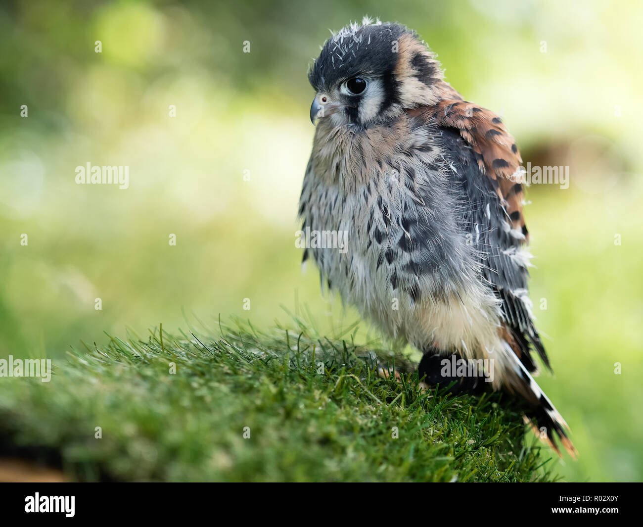 Young krestel, looking straight in camera, sittingin the grass and ...