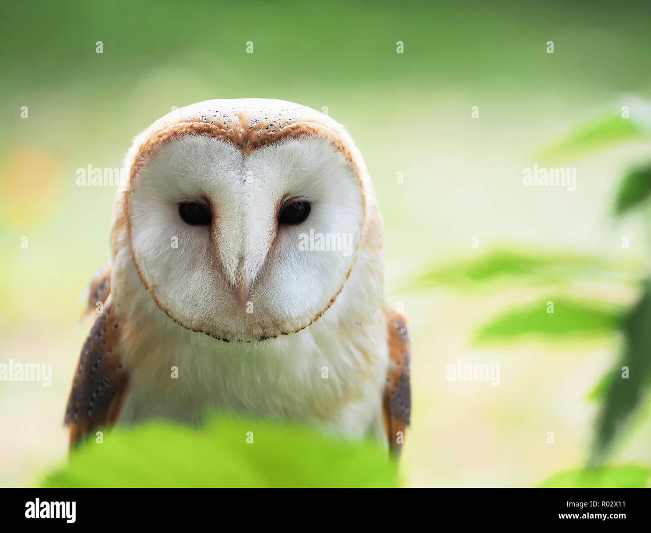 Young barn owl, , looking straight forward in grass and green ...