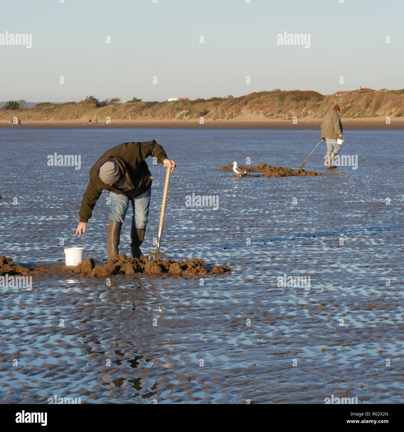 Bait digging beach hi-res stock photography and images - Alamy