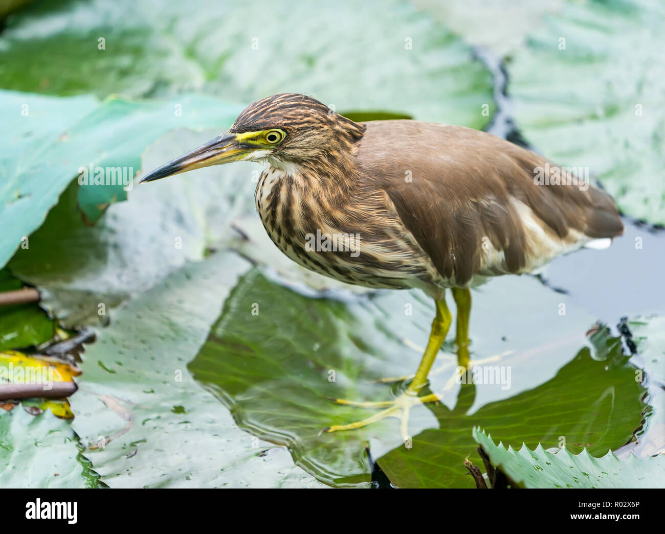 Chinese pond heron (Ardeola bacchus Stock Photo - Alamy