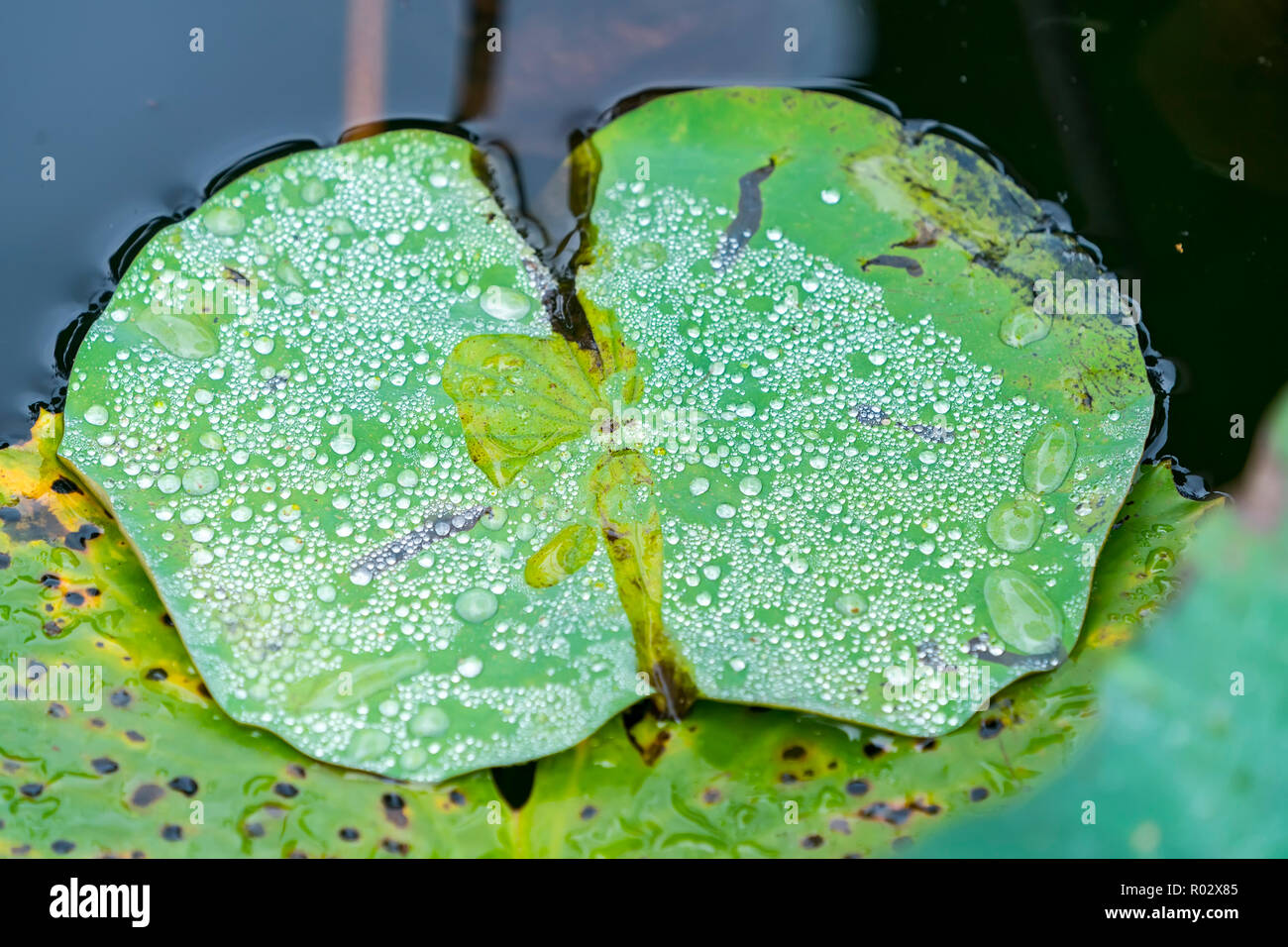 water drop on lotus leaf and background Stock Photo - Alamy
