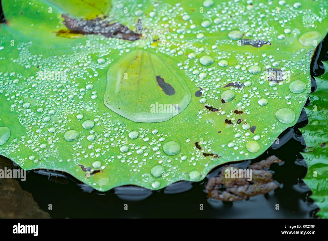 water drop on lotus leaf and background Stock Photo - Alamy