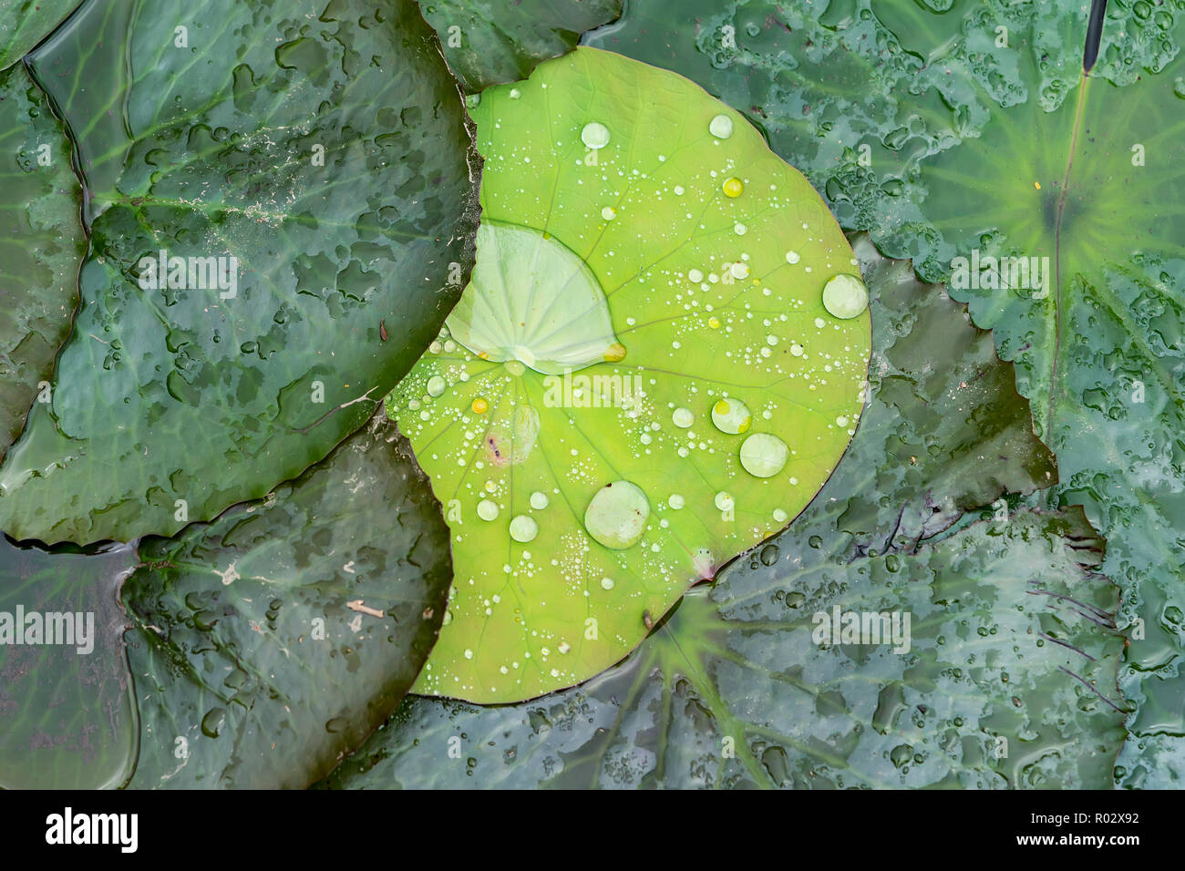water drop on lotus leaf and background Stock Photo - Alamy