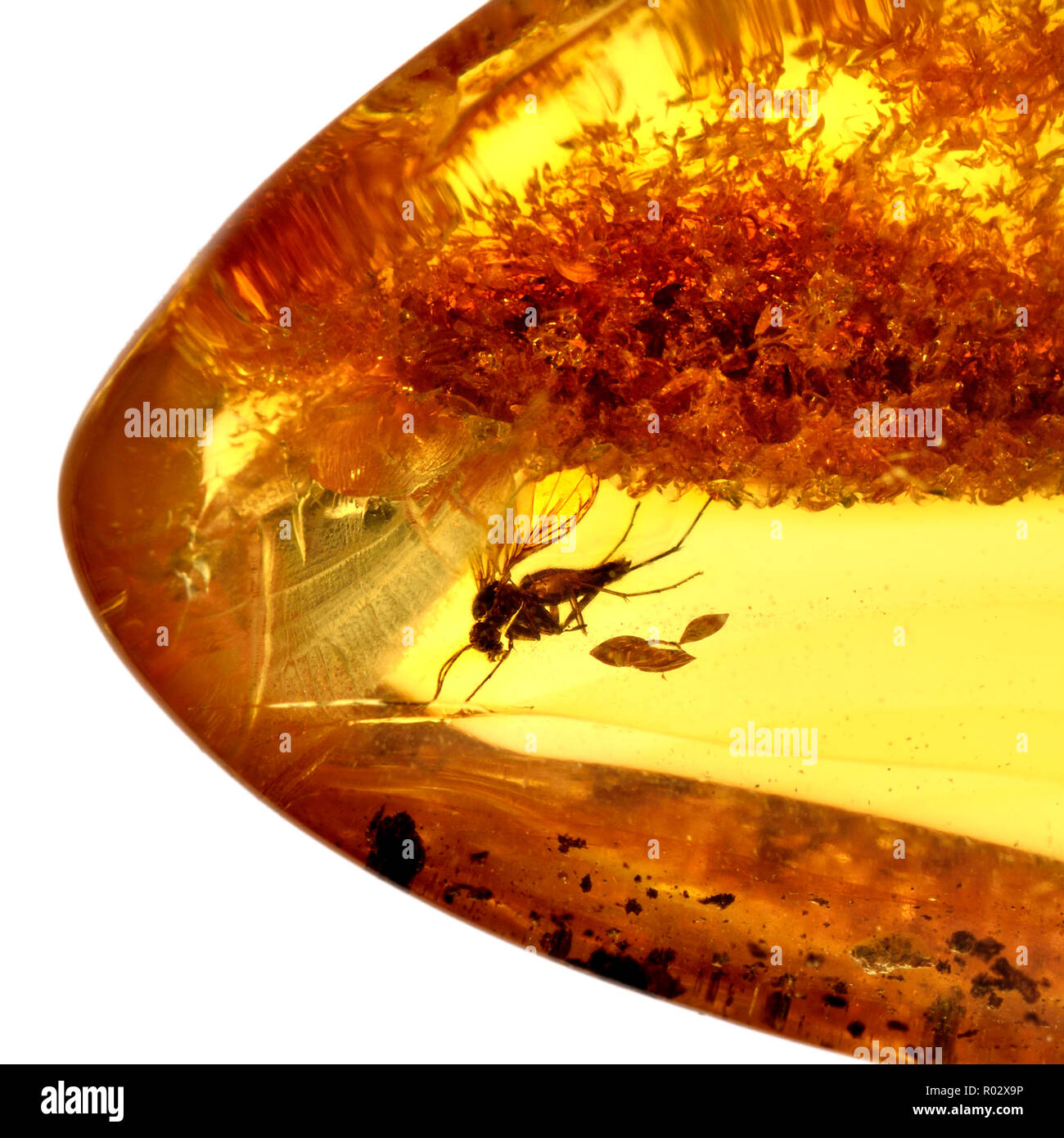 Prehistoric fly in Baltic amber Stock Photo - Alamy