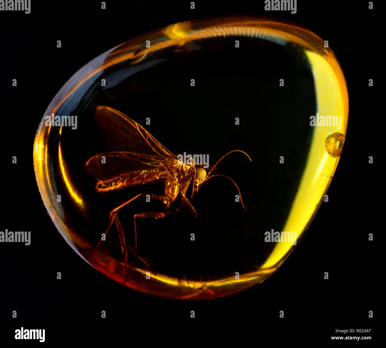 Prehistoric insect hi-res stock photography and images - Alamy