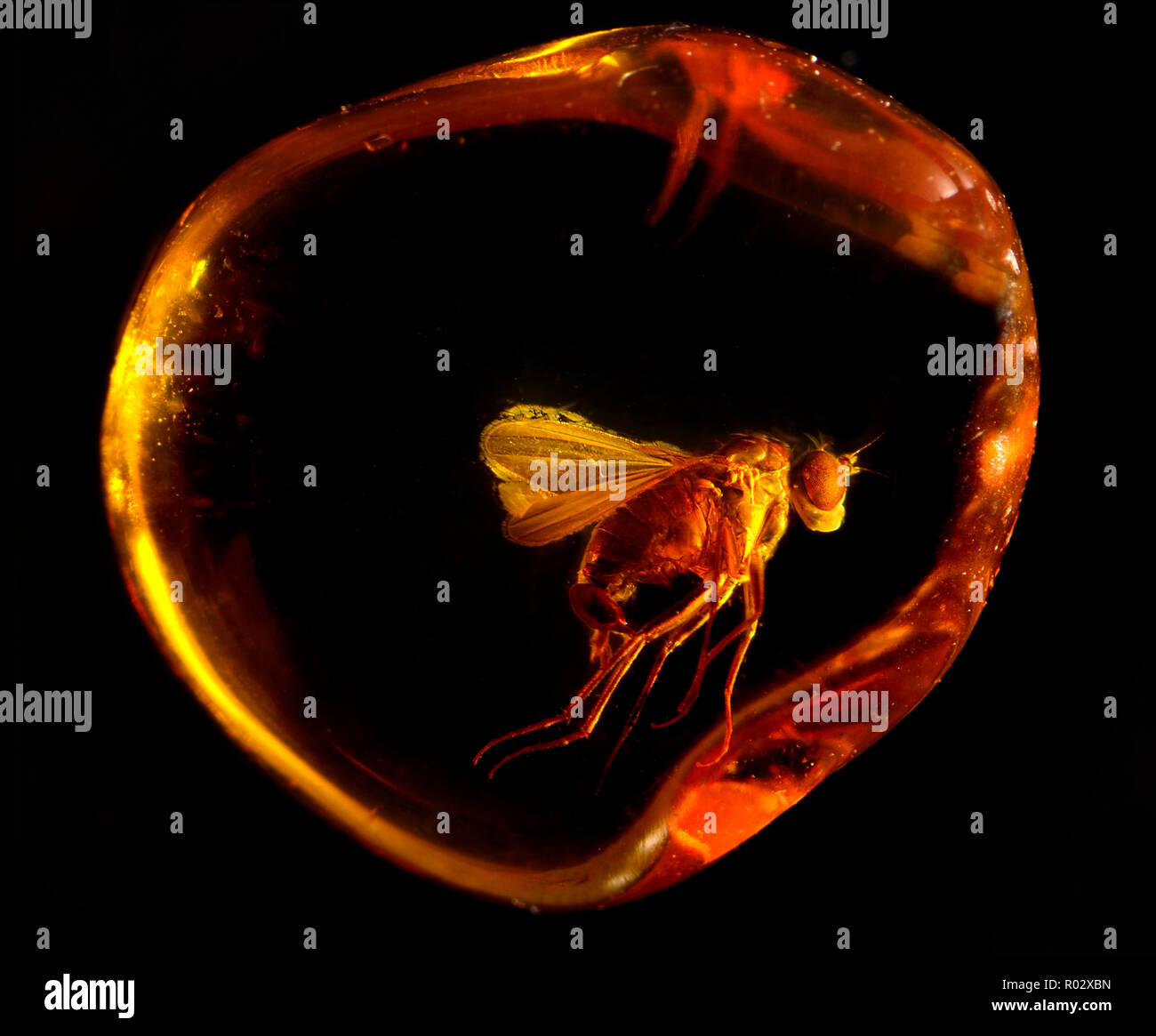 Prehistoric insects hi-res stock photography and images - Alamy