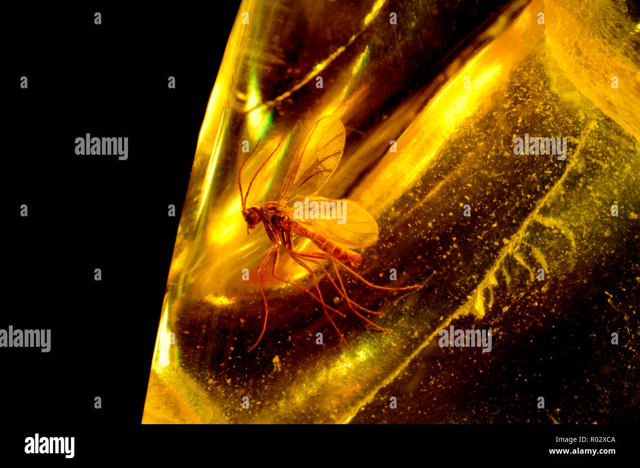 Fossilised fly in amber resin hi-res stock photography and images - Alamy
