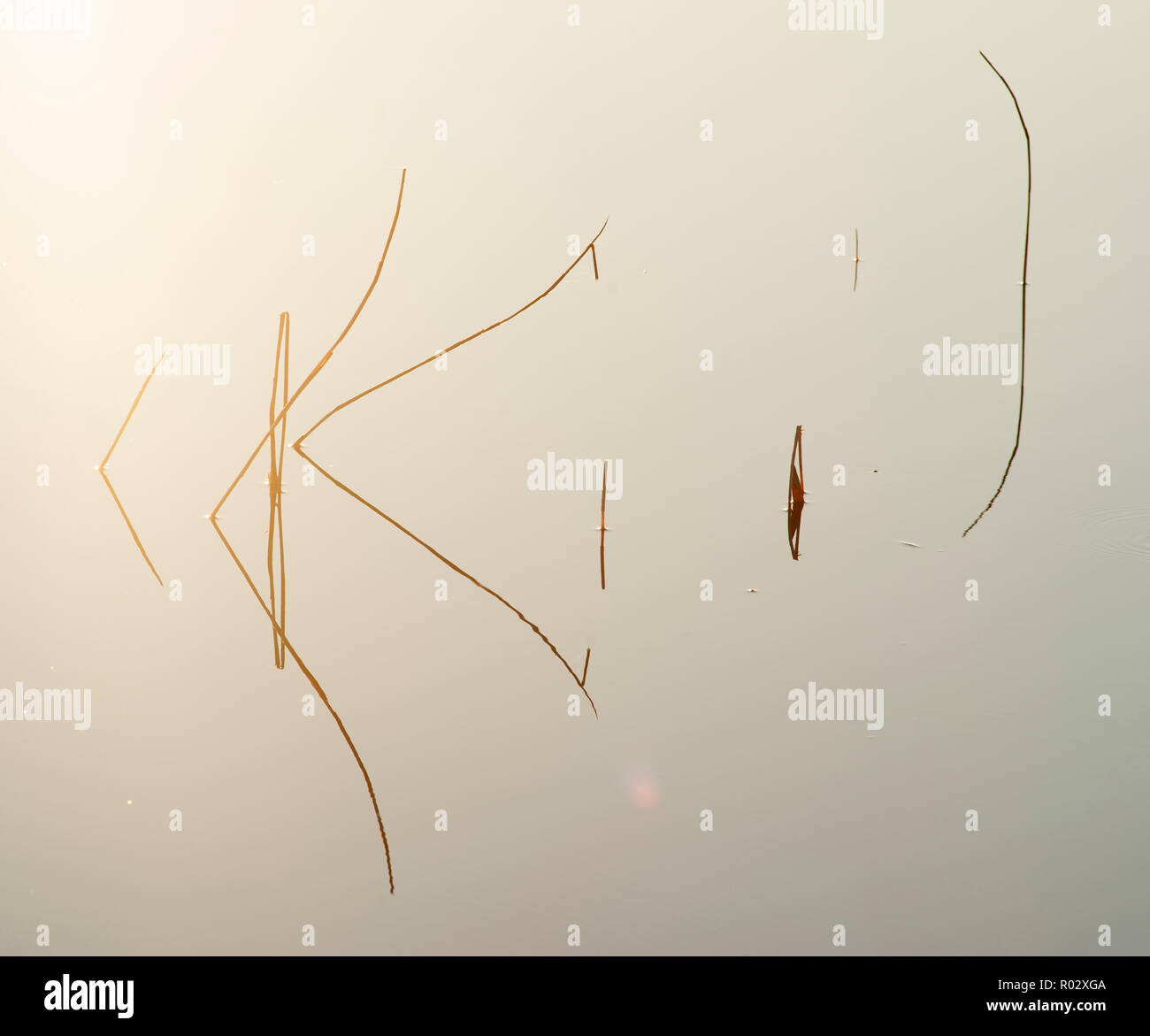 Plant, mosses, green, algae, living, algae, fungi, sunlight, life ...