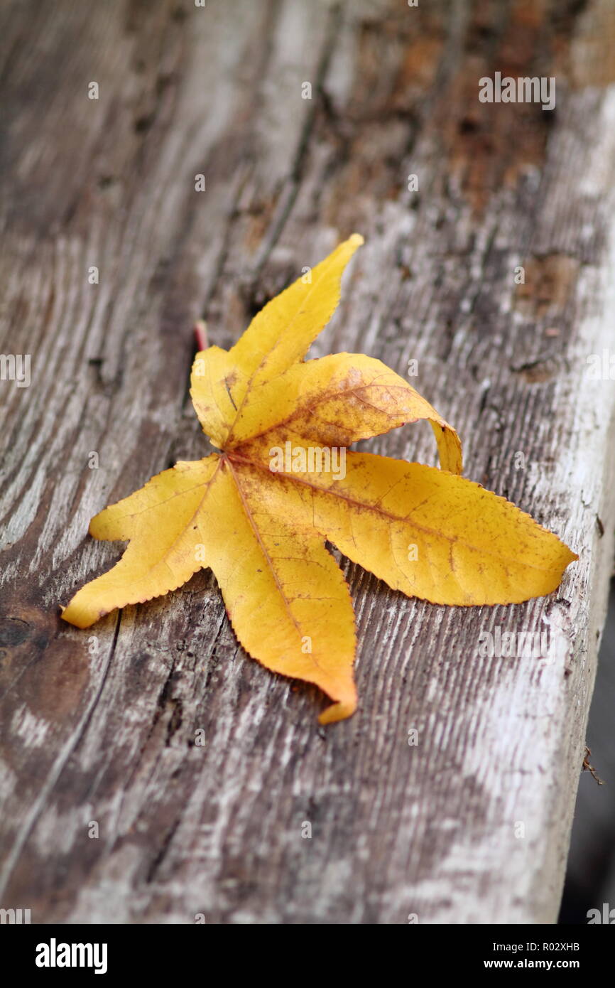 Yellow sweet gum tree fall leaf on a vintage wood bench with beautiful ...